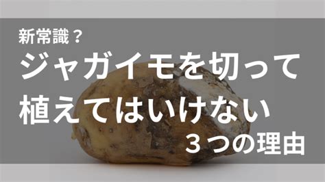 【新常識】ジャガイモを切って植えてはいけない？3つの理由 はんのうびより