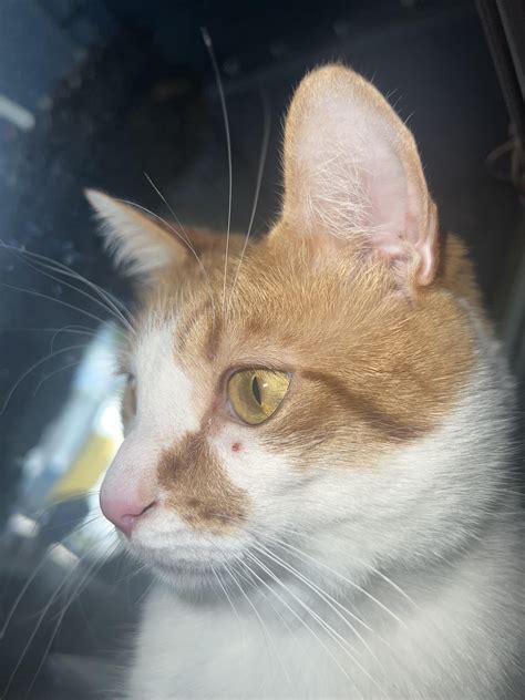 Little Bump On My Cats Face What Is This Rvet