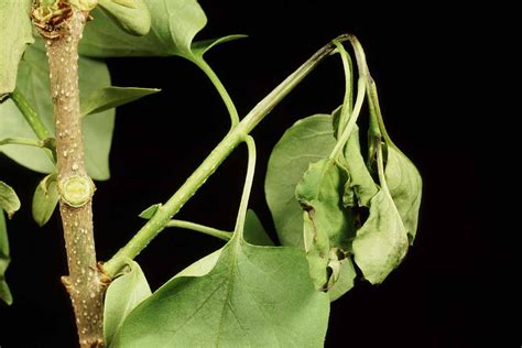 How To Identify And Treat 7 Common Lilac Diseases