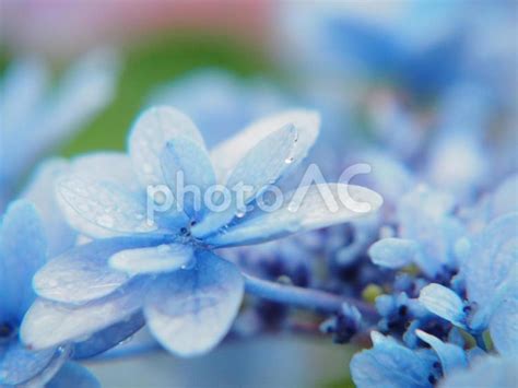 Free Photos Blue Hydrangea Background Material