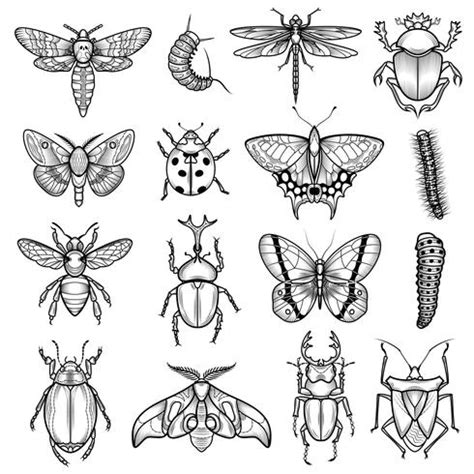 Insect Outline Vector Art Icons And Graphics For Free Download