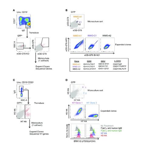 Generation Of Antigen Specific Clonal B Cell Lines From Naïve And