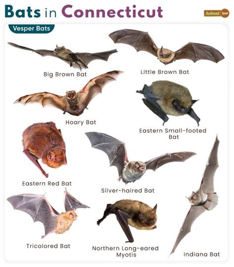 List Of Bats That Live In Alabama With Pictures