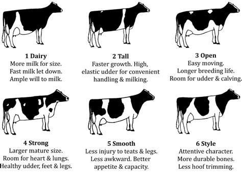 Dairy Cow Diagram At Curtis Donahue Blog