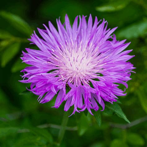 Centaurea Dealbata