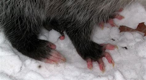 Opossum Feet Welcome Wildlife