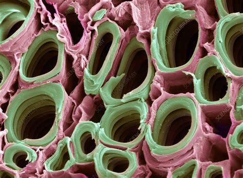 Xylem Plant Cells Sem Stock Image B725 0369 Science Photo Library