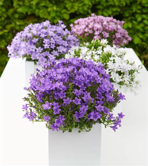 Campanula Verzorging Addenda