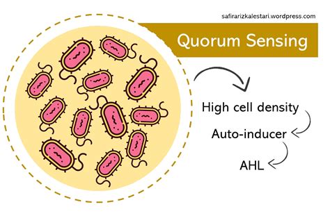 Quorum Sensing Cara Komunikasi Bakteri Agrifuture The Growth Journey