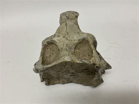Lot 1073 Rare Psittacosaurus Fossil Specimen