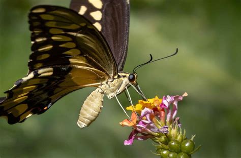 Butterfly Wildlife Critiques Nature Photographers Network