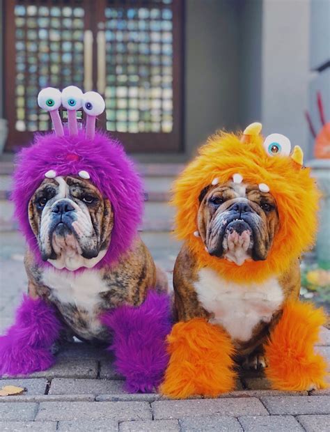 English Bulldogs In Halloween Costumes