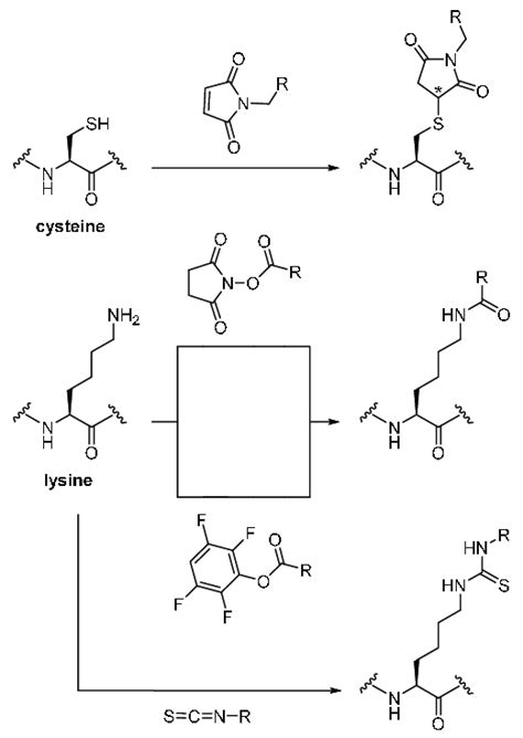 Common Bioconjugation Reactions For The Attachment Of Radiolabels On