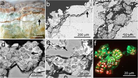 Chasmoendolithic Microbial Communities Within The Fissures And Cracks