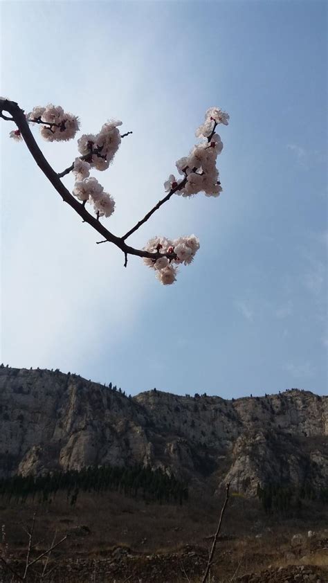 見攝者：蓮台山下杏花開，對話天空，寄語蜜蜂，與陽光糾纏不清！ 每日頭條
