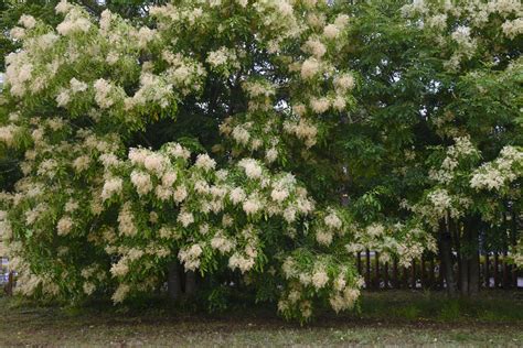 Fraxinus Evergreen Ash 16 Pot Hello Hello Plants