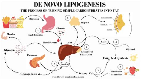 De Novo Lipogenesis How Processed Carbs Are Making Us Fat And Sick