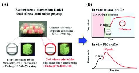 Schematic Diagram Of Esomeprazole Magnesium Dual Release Mini Tablet