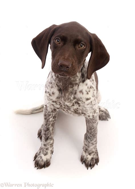 Dog Liver And White Pointer Puppy Sitting And Looking Up Photo Wp49418