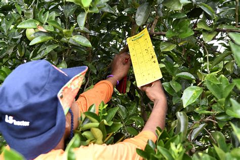 Produtores De Laranja Encontram Em Ms Ambiente Propício E Seguro Para
