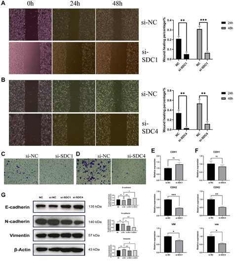 Immune Cell Senescence And Exhaustion Promote The Occurrence Of Liver