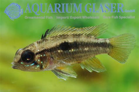 Apistogramma Bitaeniata “putumayo” Aquarium Glaser Gmbh