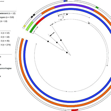 maximum likelihood phylogeny 1000 bootstrap replicates of leptospira