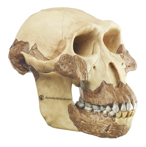Australopithecus Afarensis Skull Labeled