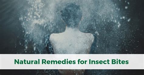 Natural Remedies For Insect Bites Killem Pest Control