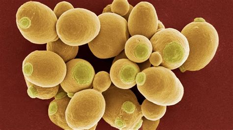 Yeast Cells Genetic Modification Unlocks Potential For Schizophrenia Treatment Io