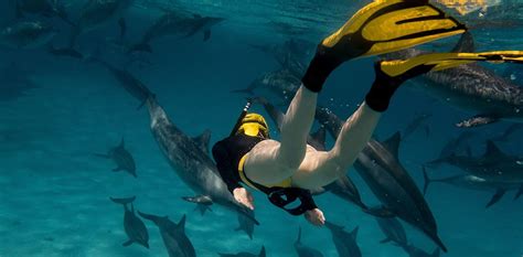 Dolphin Echolocation Can Humans Learn This Superpower Diventures