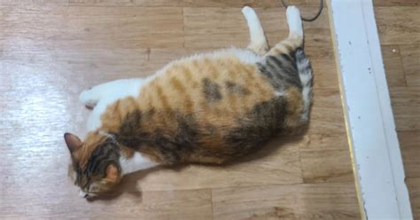 우리집 돼지는 고양이랑 되게 비슷하게 생겼다 삼색 시루떡 같으니라고 ㅋㅋㅋㅋ 하지만 슬픈 사실이 하나 있다 비염 땜에 고생
