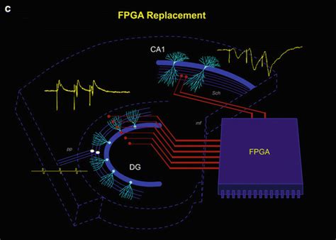 hippocampal microcircuits functional connectivity and prostheses