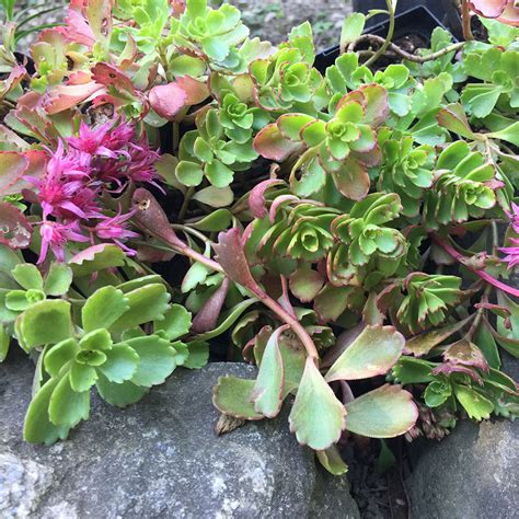 Sedum Low Growing