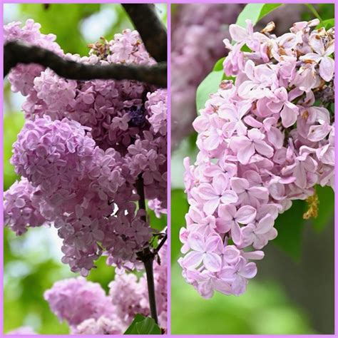 ライラック（リラ）の花