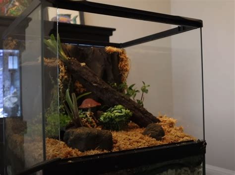Dart Frog Habitat Setup Guide [a Complete Catalog]