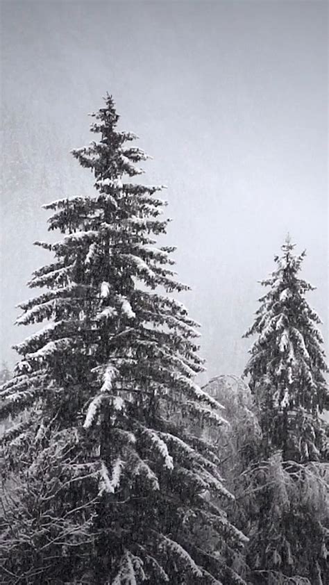 The Massive Snowflake ️ Rgravitywave