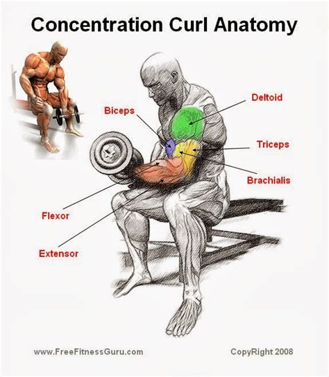 Gym Curl Concentrado