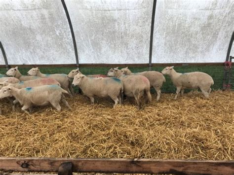 Osu Sheep Team Supporting Ohio Sheep Producers By Providing