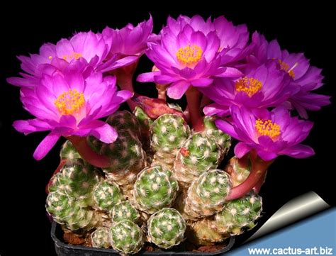 Mammillaria Saboae Ssp Haudeana