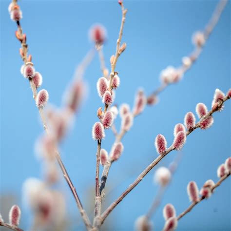 Pink Pussy Willow Tree Salix Gracilistyla Mount Aso Roots Plants