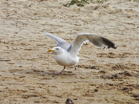 Premium Photo Seagull Flying Over A Field