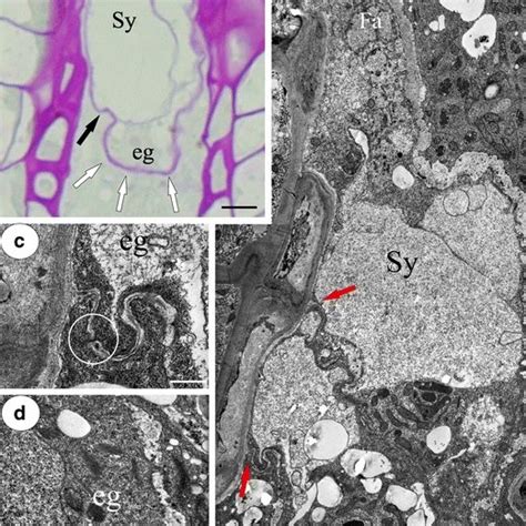 Ultrastructure Of A G Aurea Embryo Sac A Egg Cell Eg Central Cell