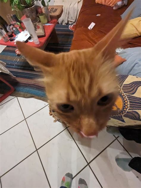 big snoot cannot compute in 5 r onebraincellorange