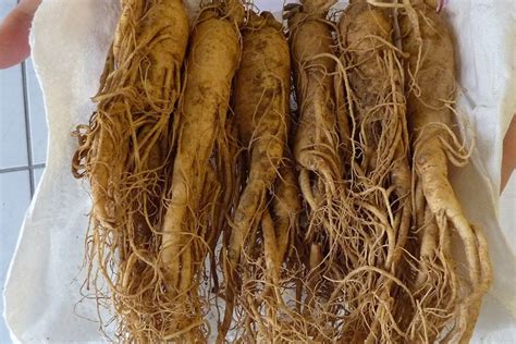 Foto Sejarah Ginseng Herbal Kesehatan Yang Jadi Andalan
