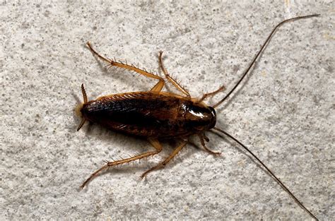 Pest Control For German Cockroaches