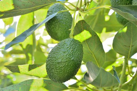 Qué significa soñar con aguacates Descúbrelo en el diccionario de los