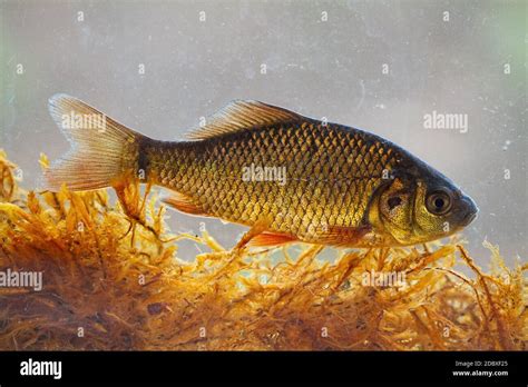Alive Young Crucian Carp Carassius Carassius Diving In River Water