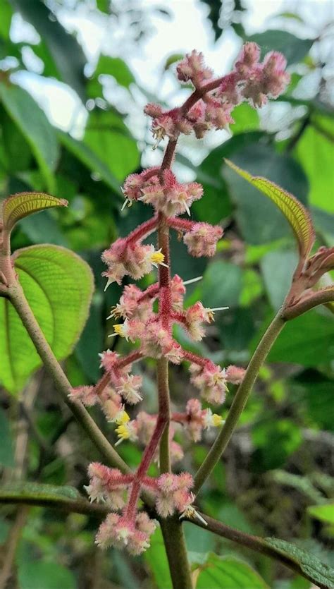 Leandra Balansae Cogn Flora Mundial Pl Ntnet Identify