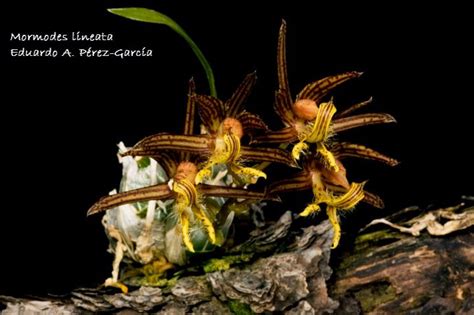 Morm Species Checklist Catasetinae Canada Your Catasetinae Orchid